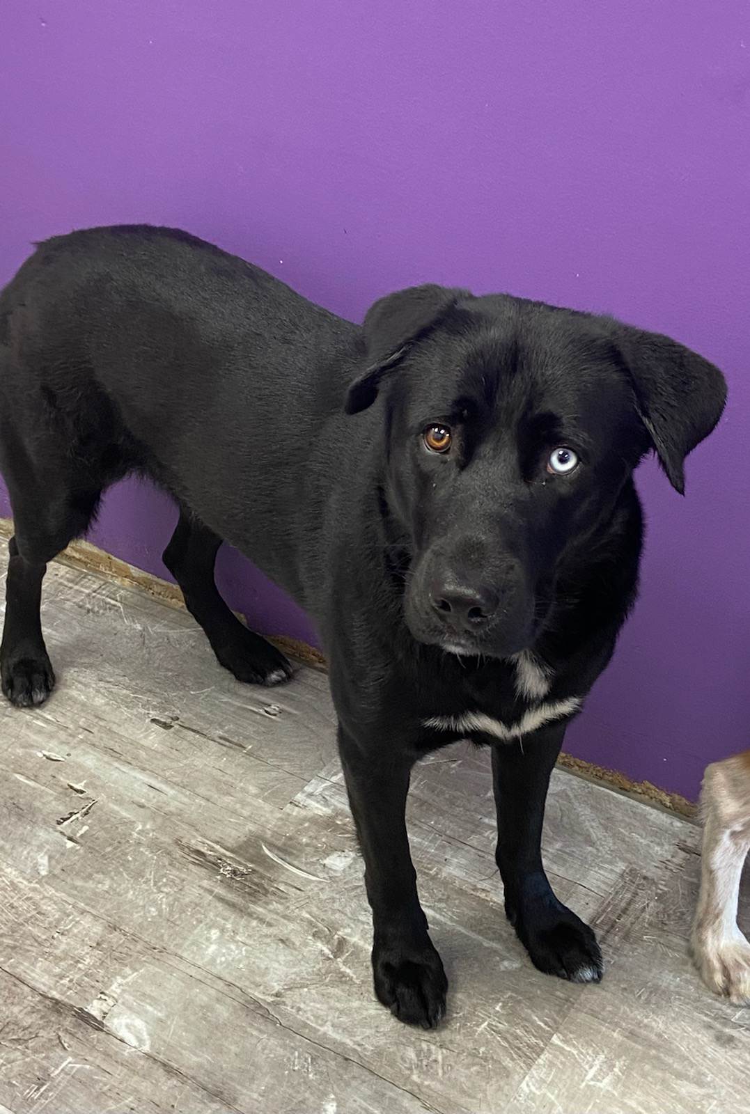 Online booking - Pooches N' Pals 2nd