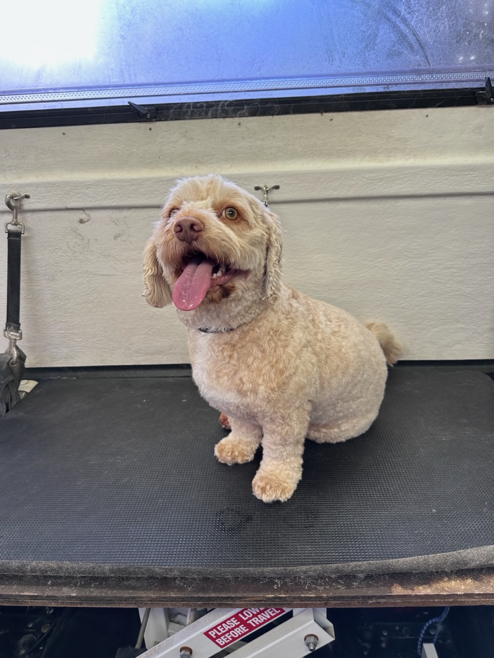 Online booking - Jim’s Dog Wash And Grooming (Noble Park)