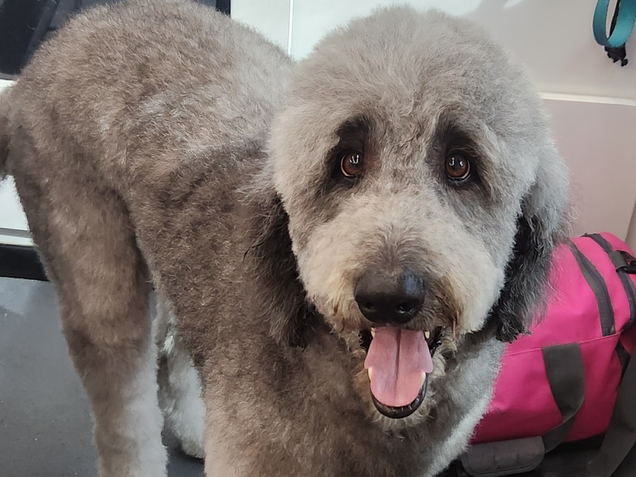 Online booking - Ninja Paw Mobile Groomers