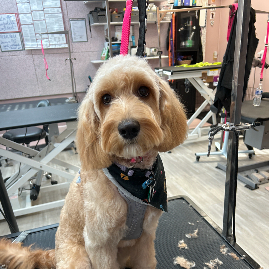 Online booking - The Pet Spa at Barkley Square