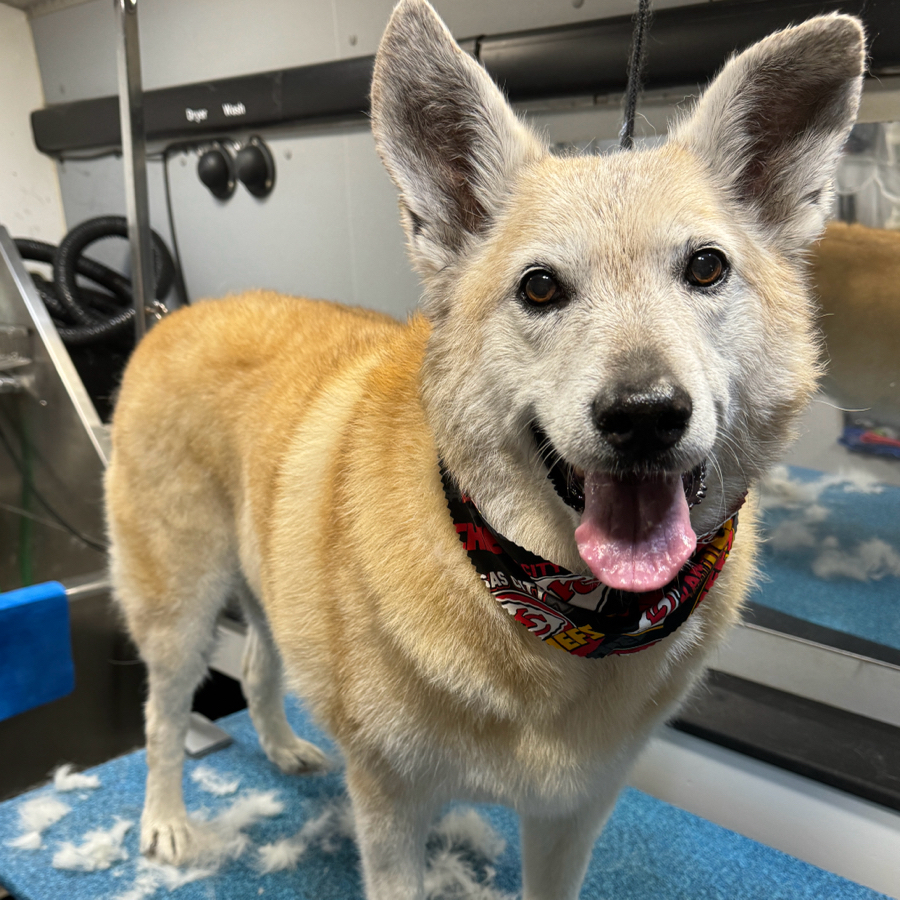 Online booking - Hydrodog Ozzy