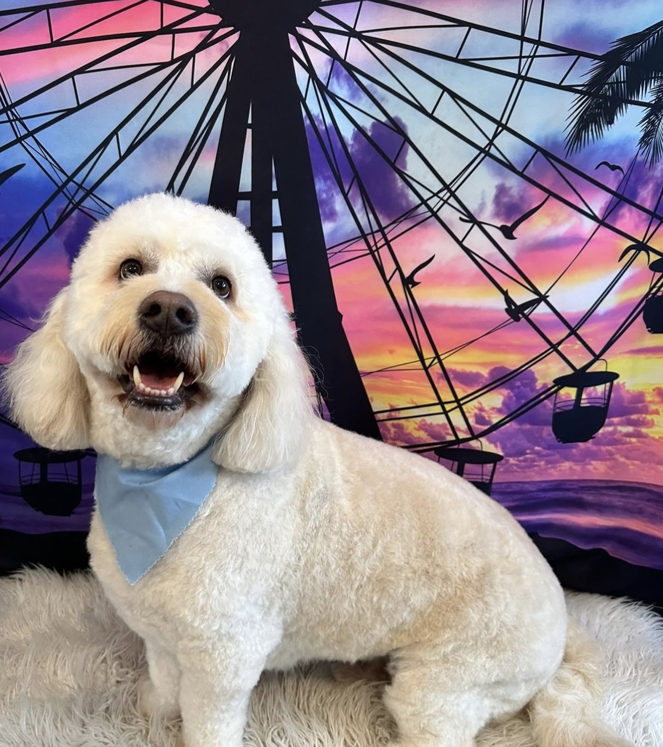 Online booking - Pampered Pooch Grooming & Boutique