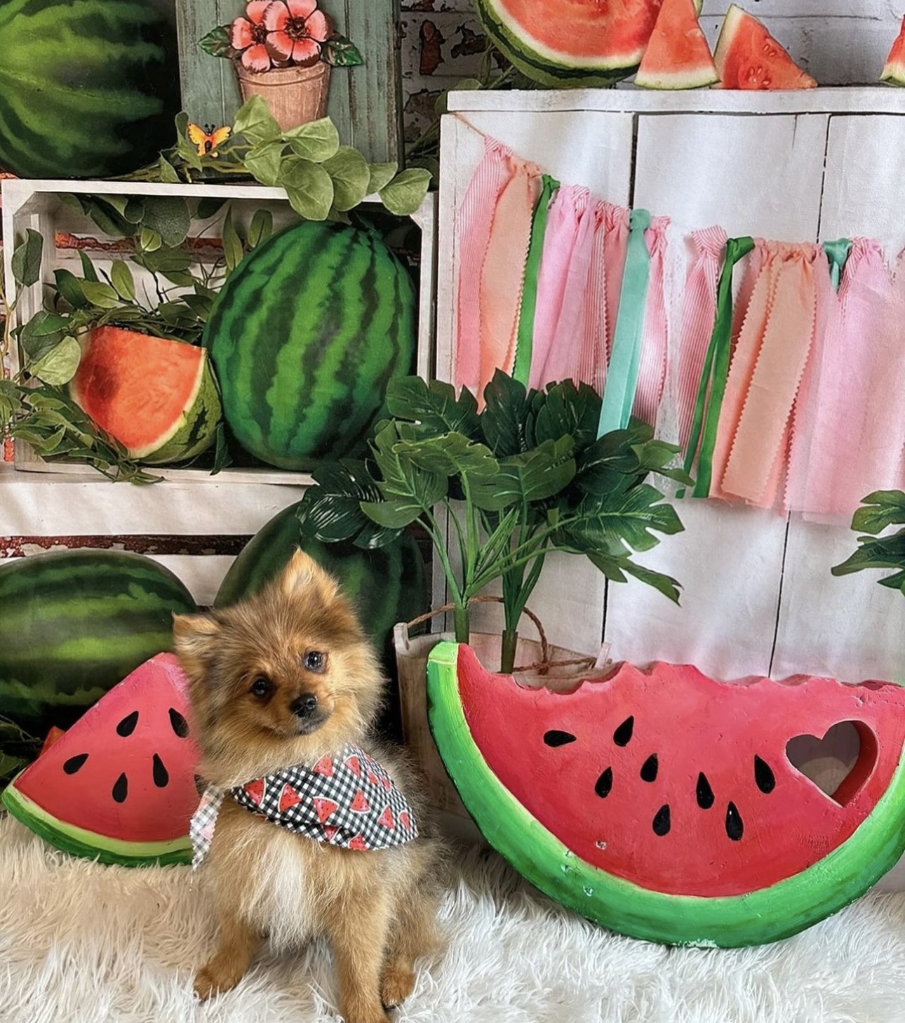 Online booking - Pampered Pooch Grooming & Boutique