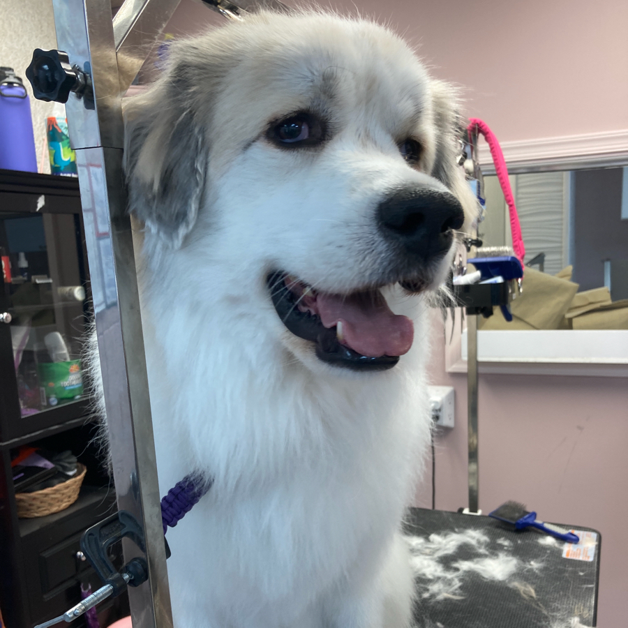 Online booking - The Pet Spa at Barkley Square