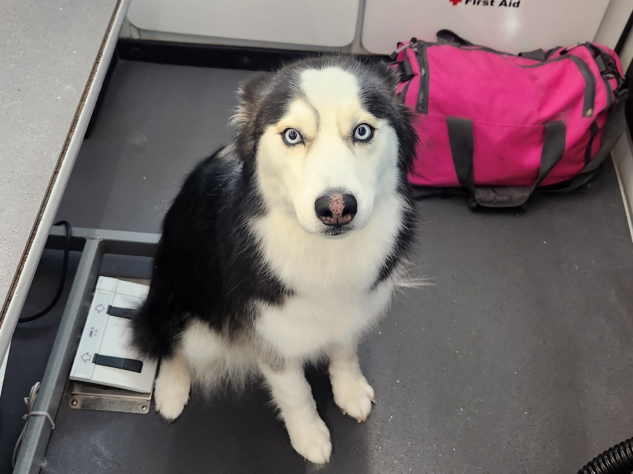 Online booking - Ninja Paw Mobile Groomers