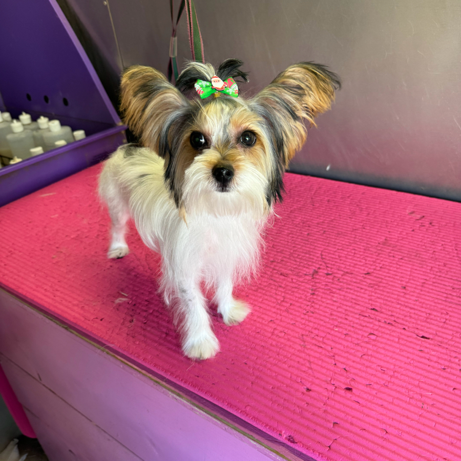 Online booking - Lilly's Mobile Dog Grooming