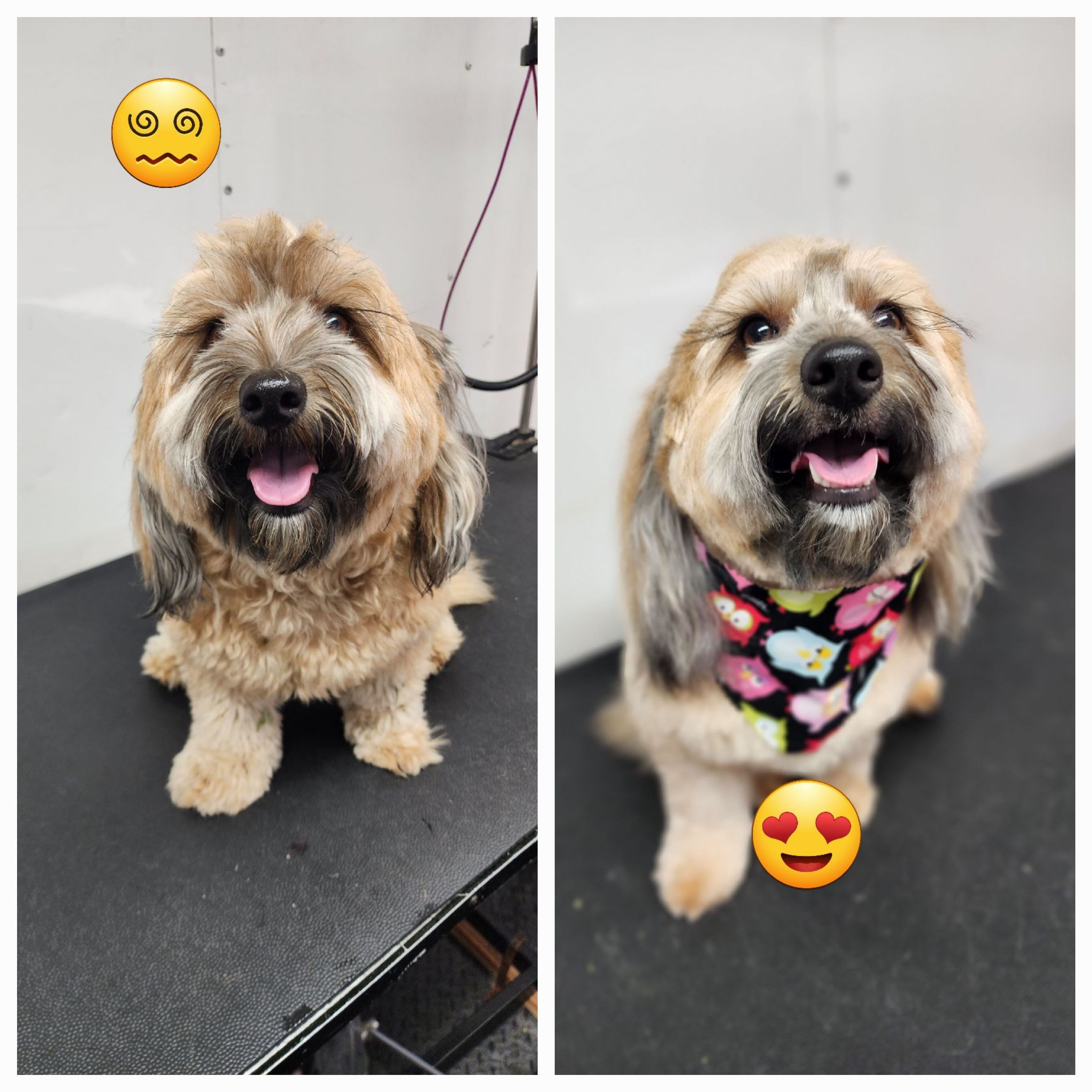 Online booking - Exclusive C&D Grooming