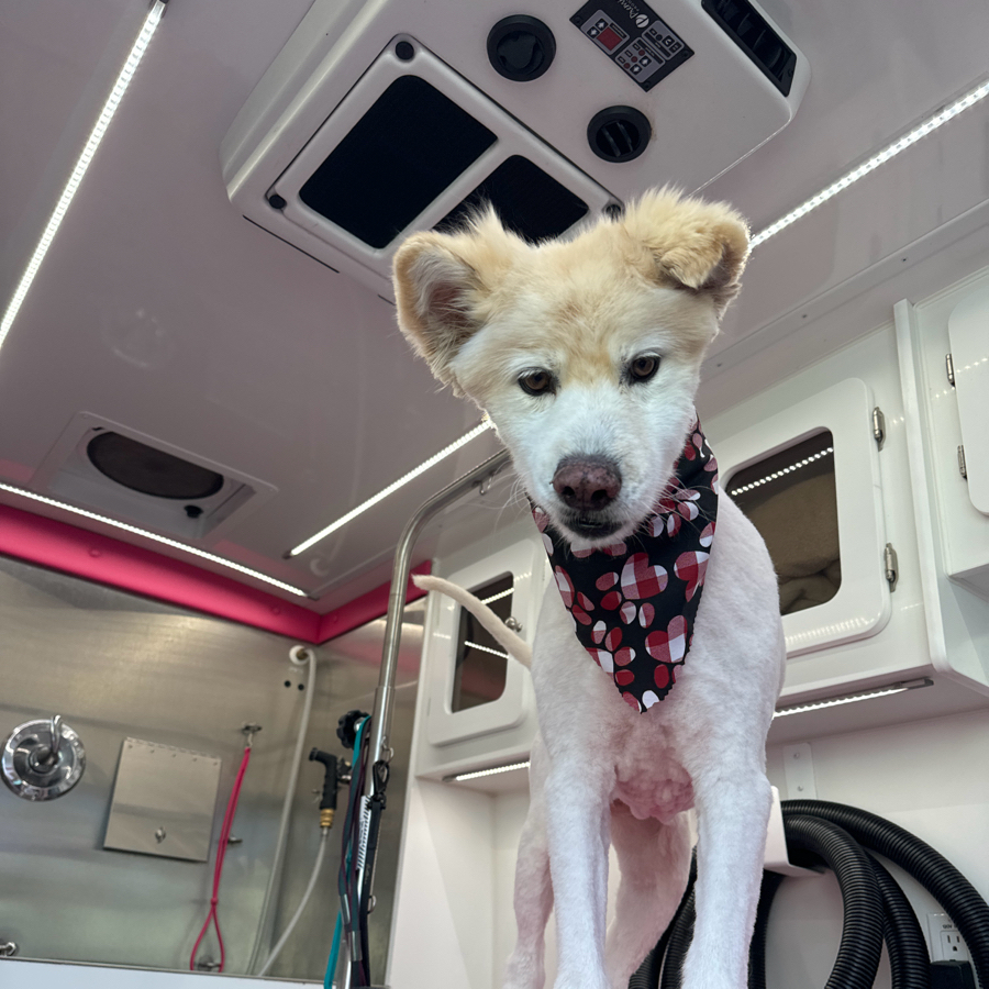 Online booking - Lilly's Mobile Dog Grooming