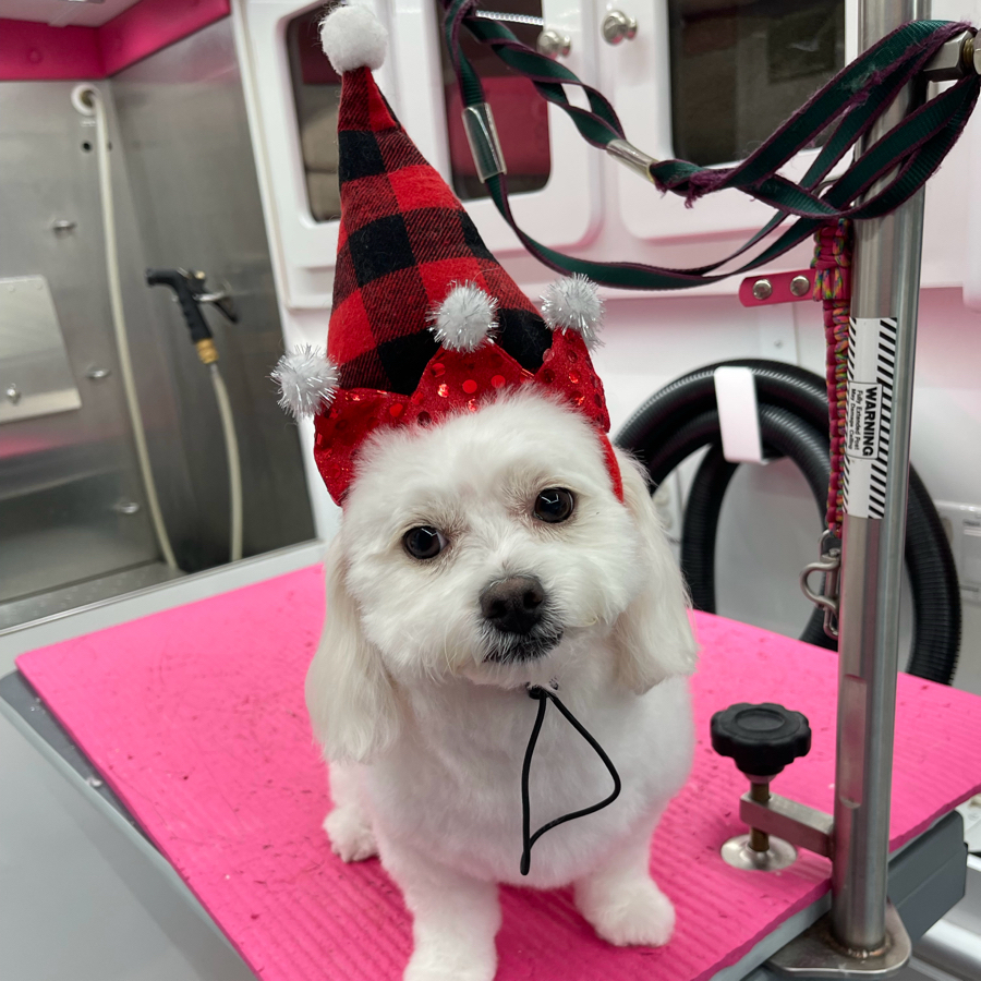 Online booking - Lilly's Mobile Dog Grooming