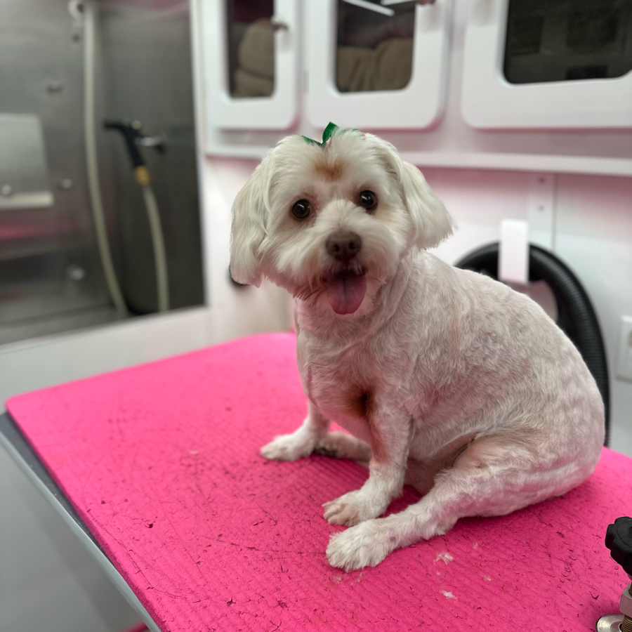 Online booking - Lilly's Mobile Dog Grooming