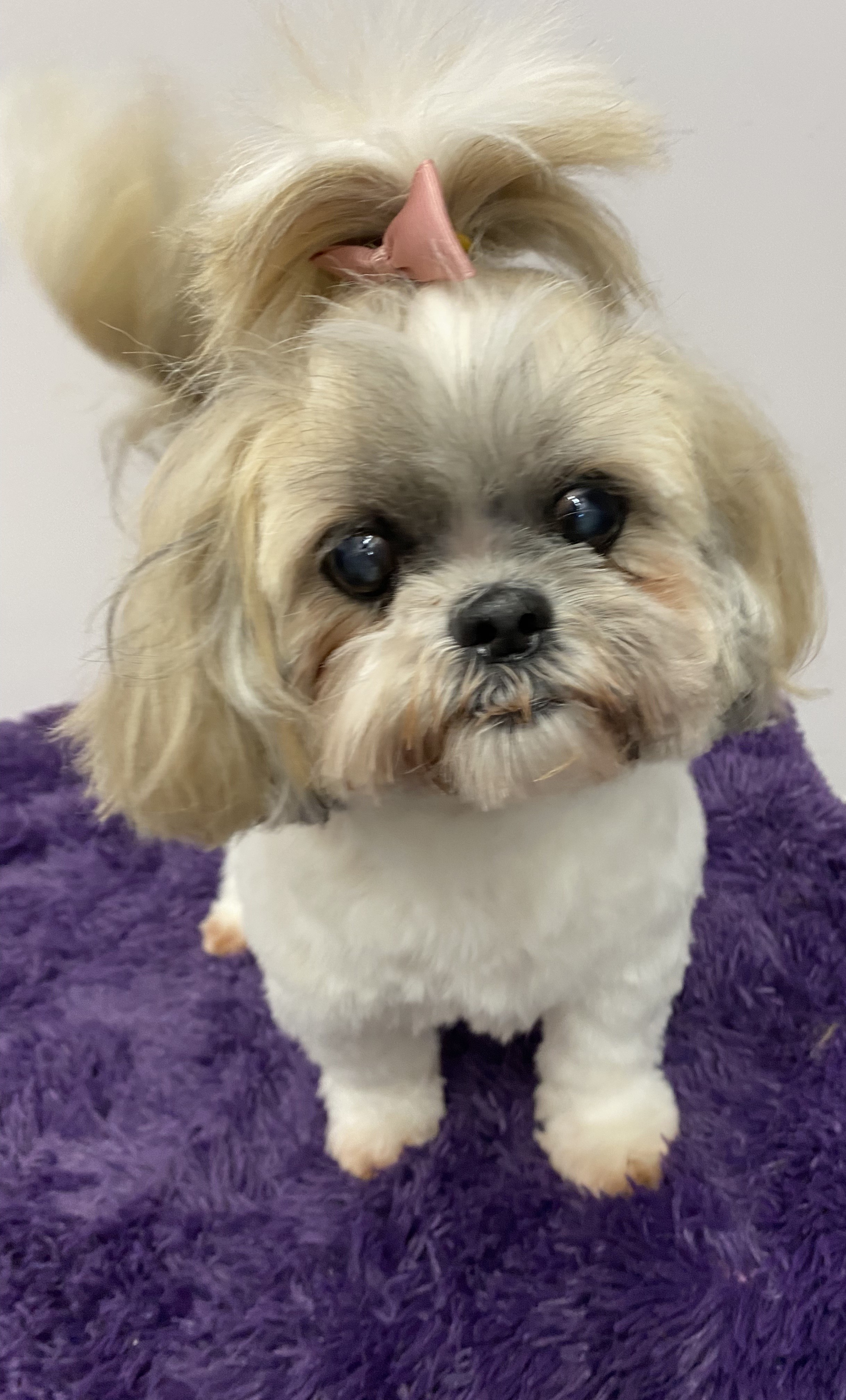 Online booking - Crystal sPAWs