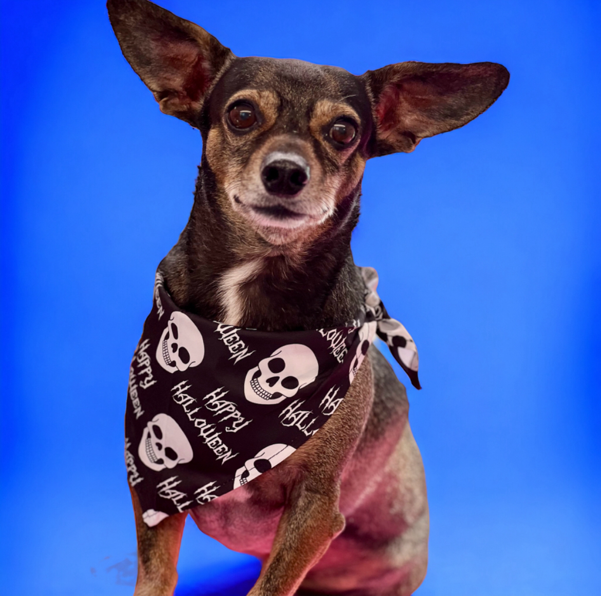 Online booking - So Fetch! Mobile Dog Grooming