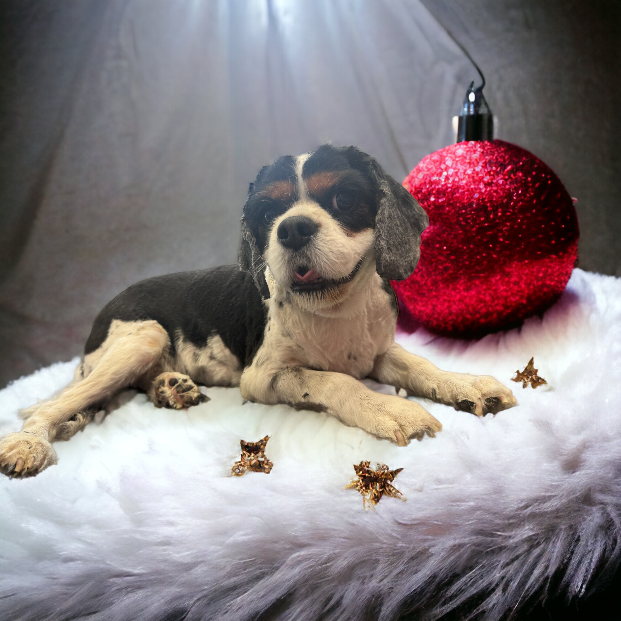 Online booking - Gorgeous Grooming Salon