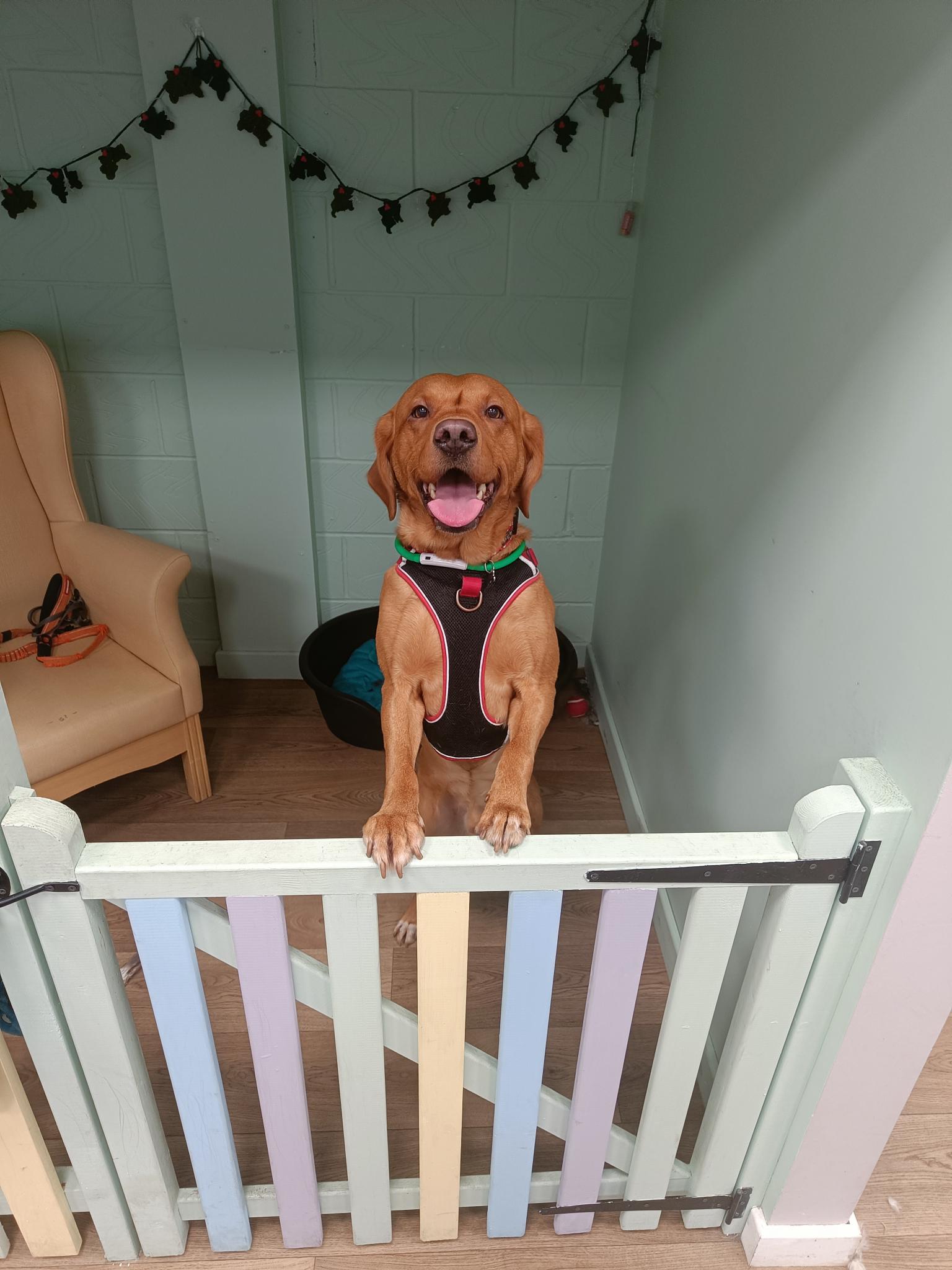 Online booking - Dog Store