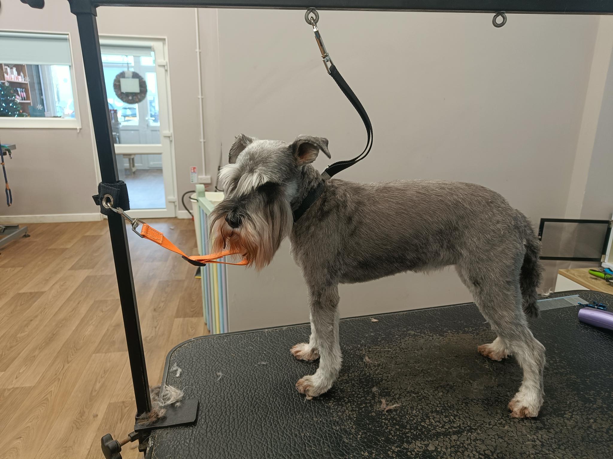 Online booking - Dog Store