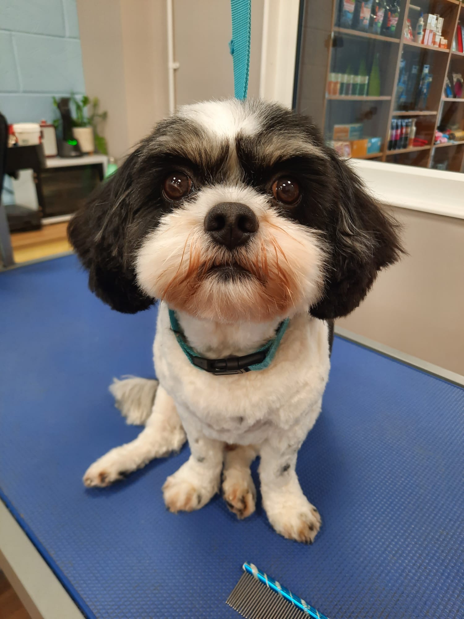 Online booking - Dog Store