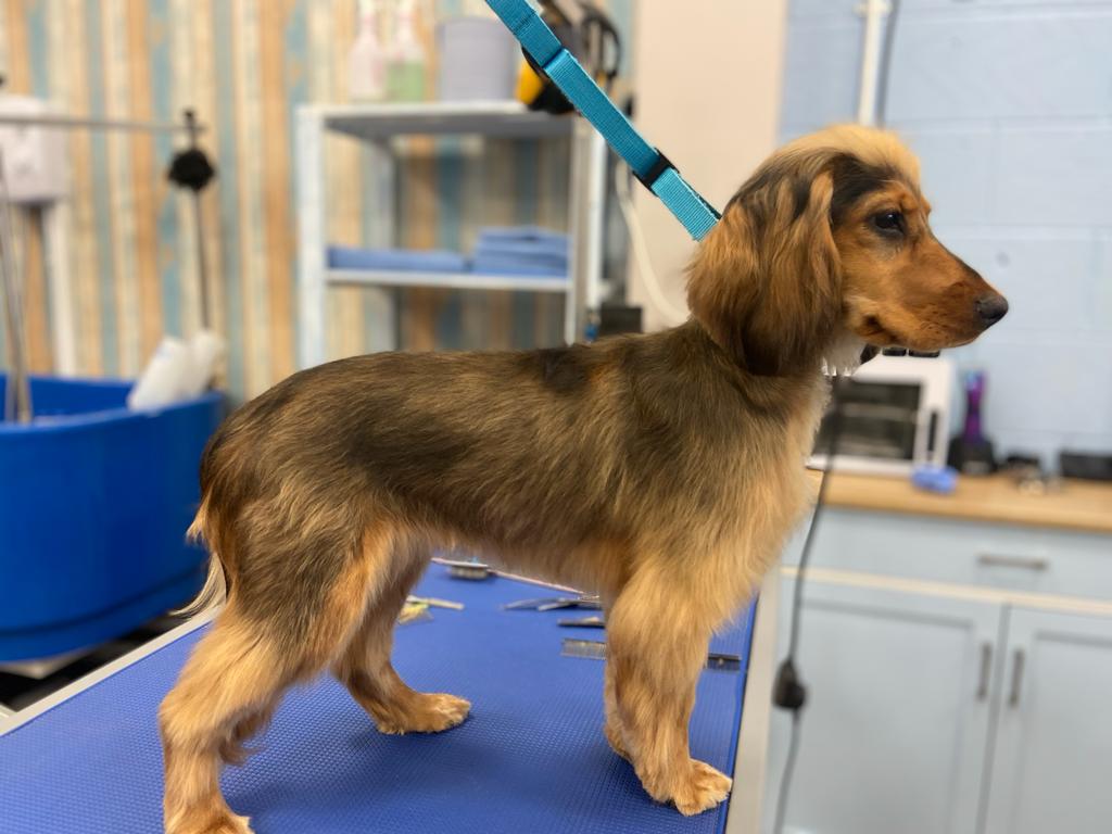 Online booking - Dog Store