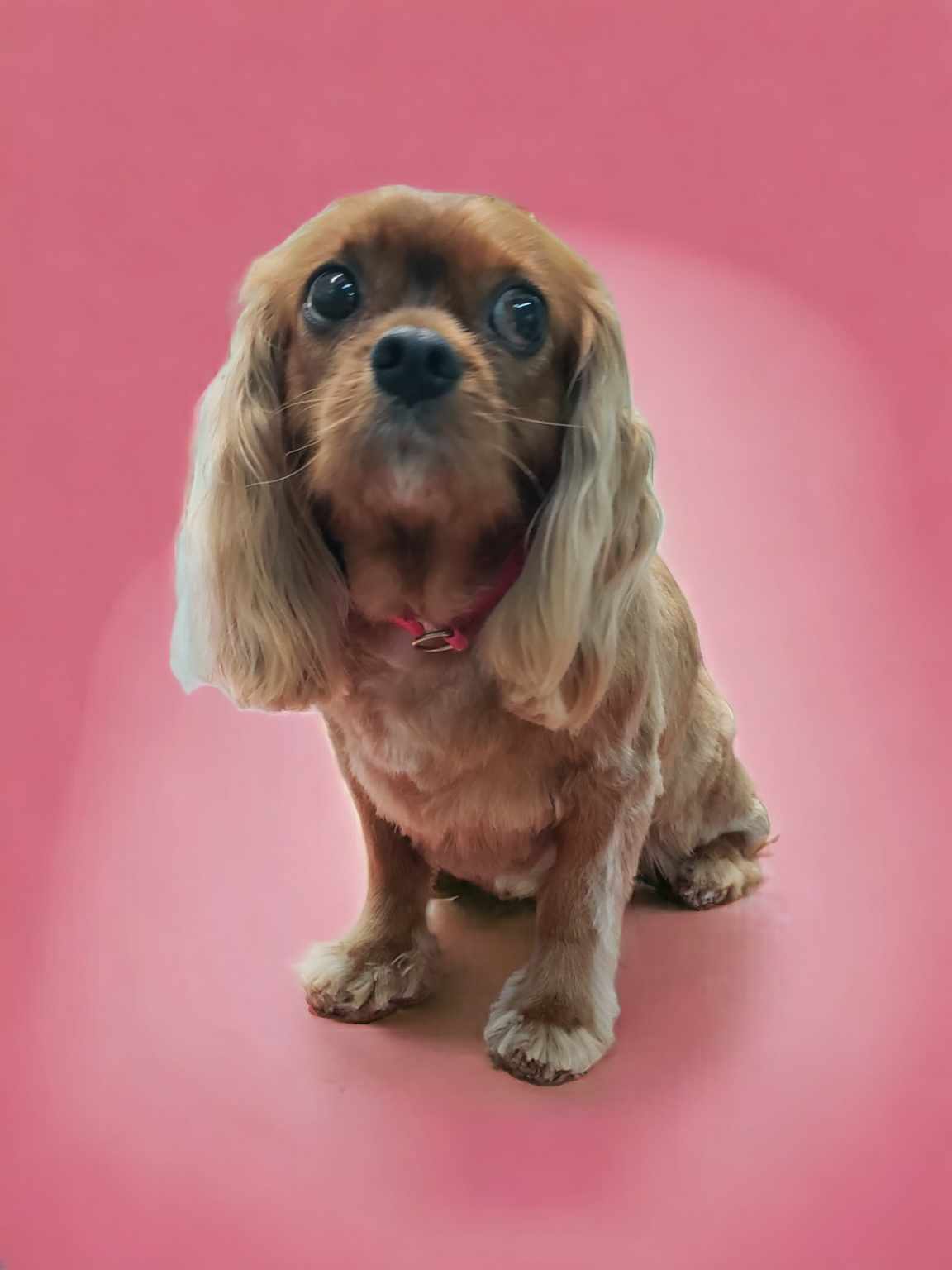 Online booking - Foofie Poochies Hoboken