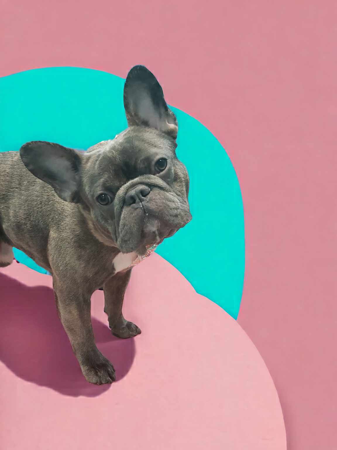 Online booking - Foofie Poochies Hoboken