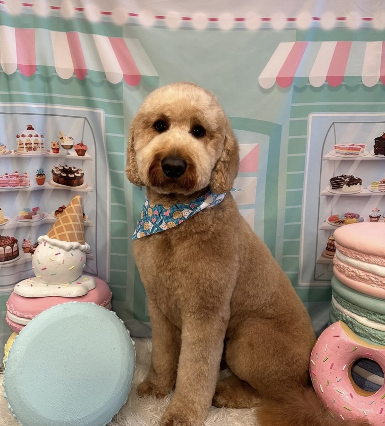 Online booking - Pampered Pooch Grooming & Boutique