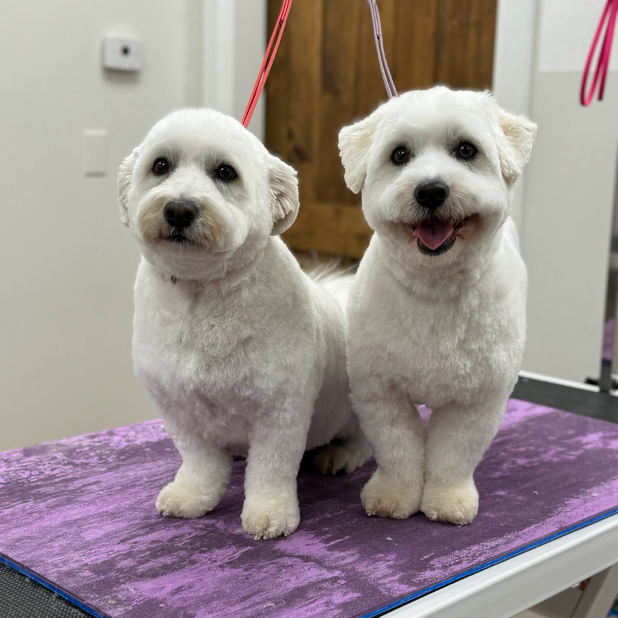 Online booking - Crowned Canines