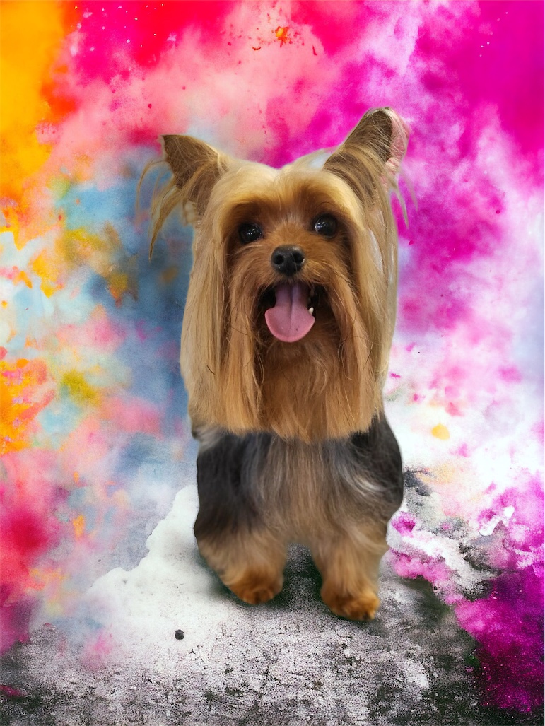 Online booking - Pet Styles by Jennifer