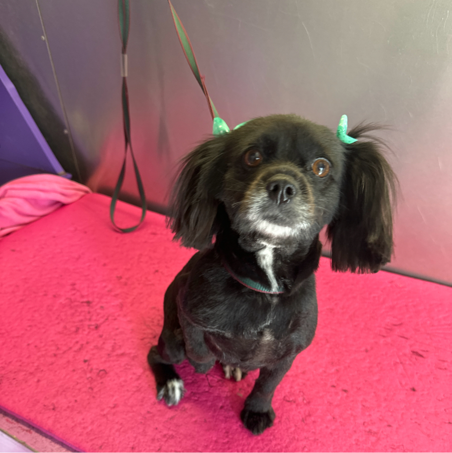 Online booking - Lilly's Mobile Dog Grooming