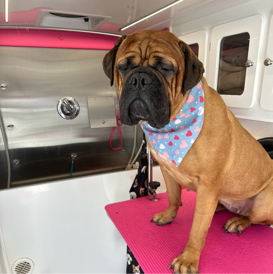 Online booking - Lilly's Mobile Dog Grooming