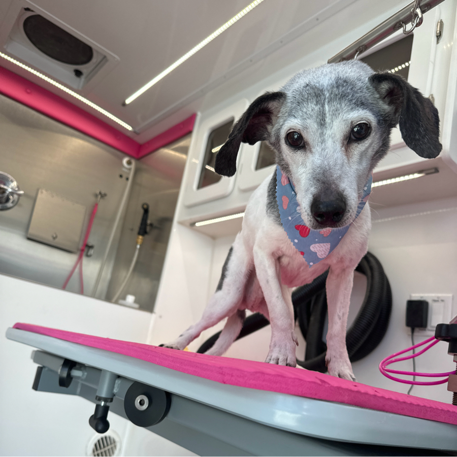 Online booking - Lilly's Mobile Dog Grooming