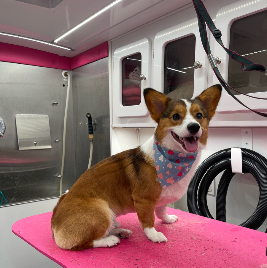 Online booking - Lilly's Mobile Dog Grooming