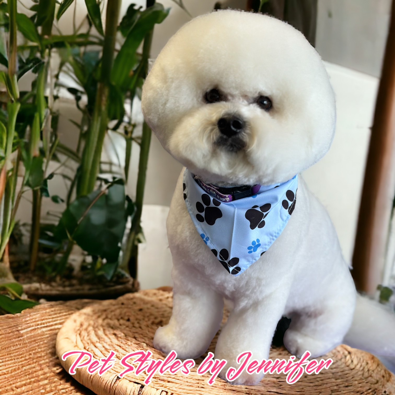 Online booking - Pet Styles by Jennifer