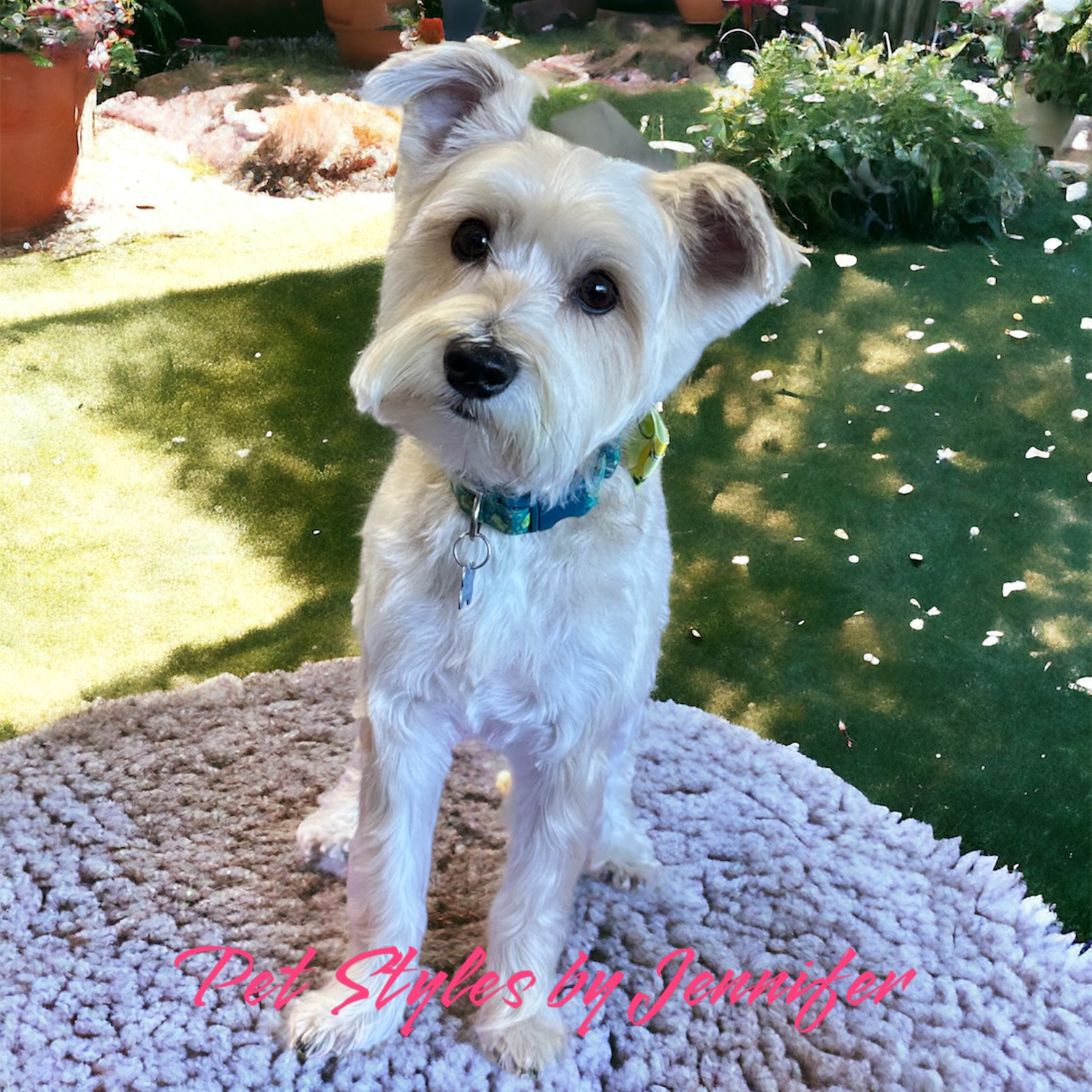 Online booking - Pet Styles by Jennifer