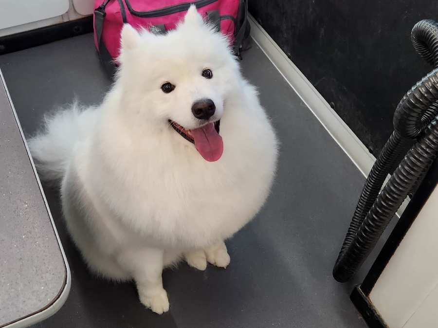 Online booking - Ninja Paw Mobile Groomers