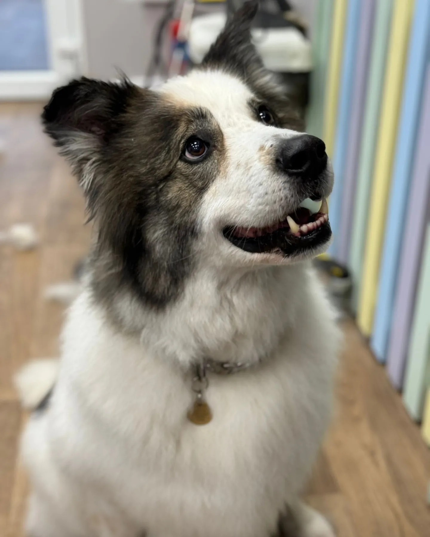 Online booking - Dog Store