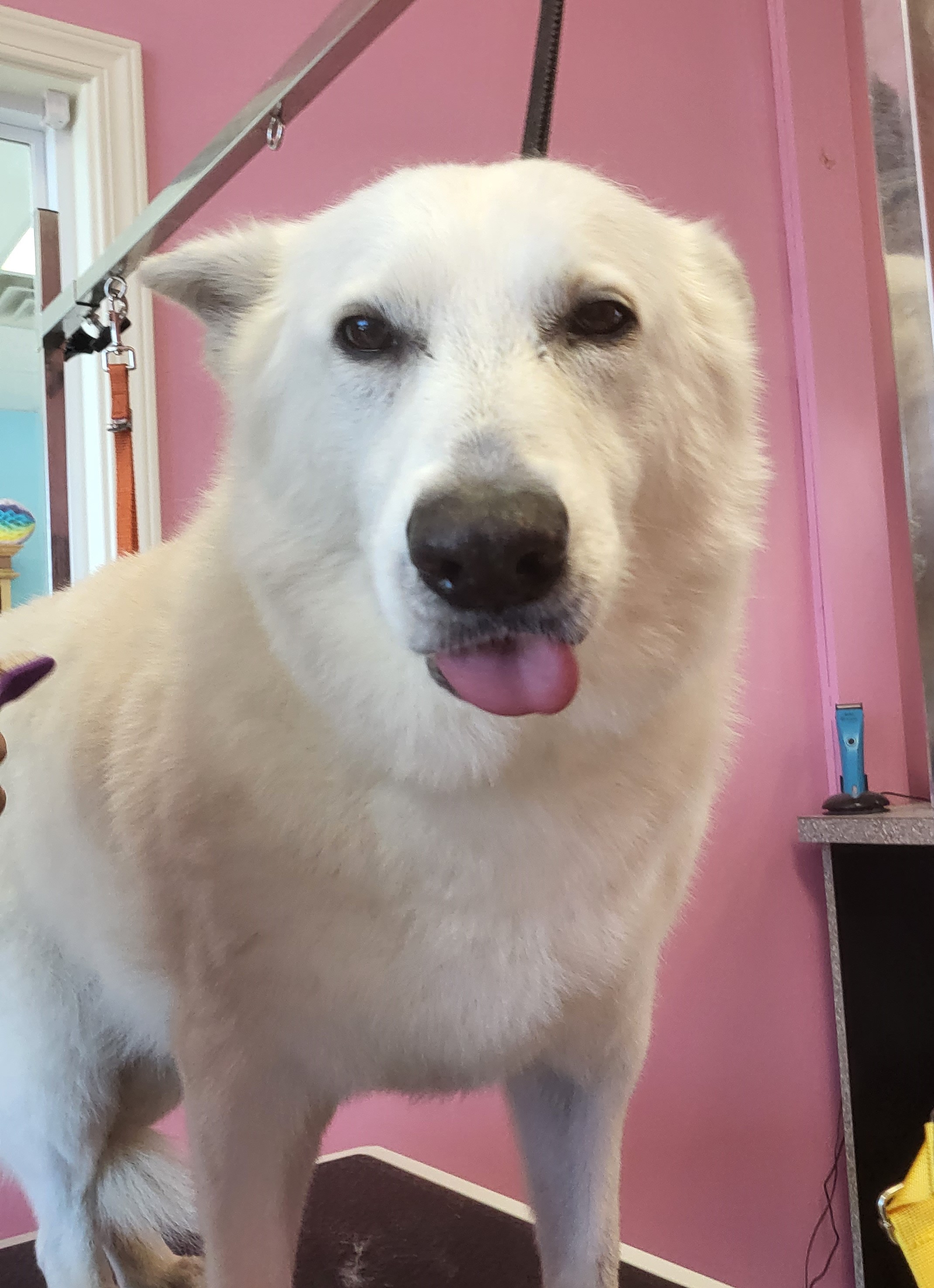 Online booking - House of Paws