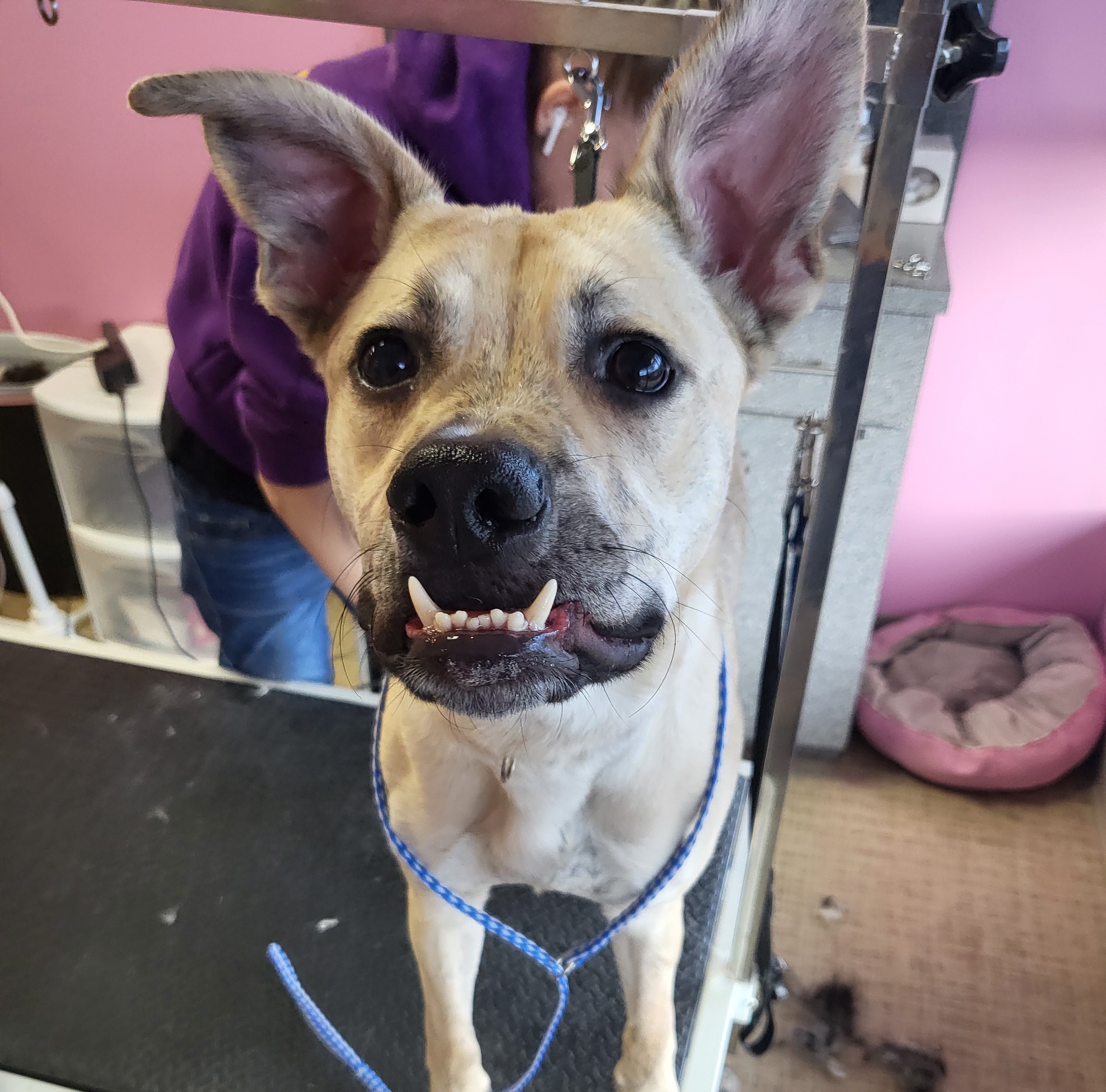 Online booking - House of Paws