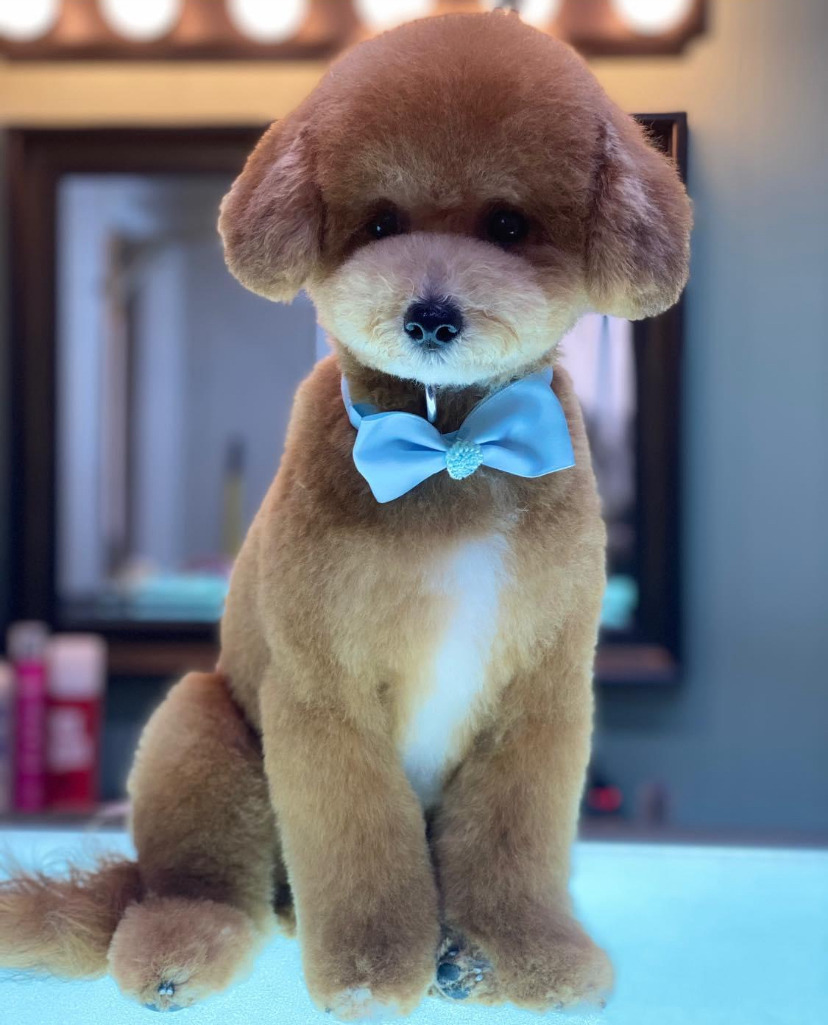 Online booking - Classy Canine