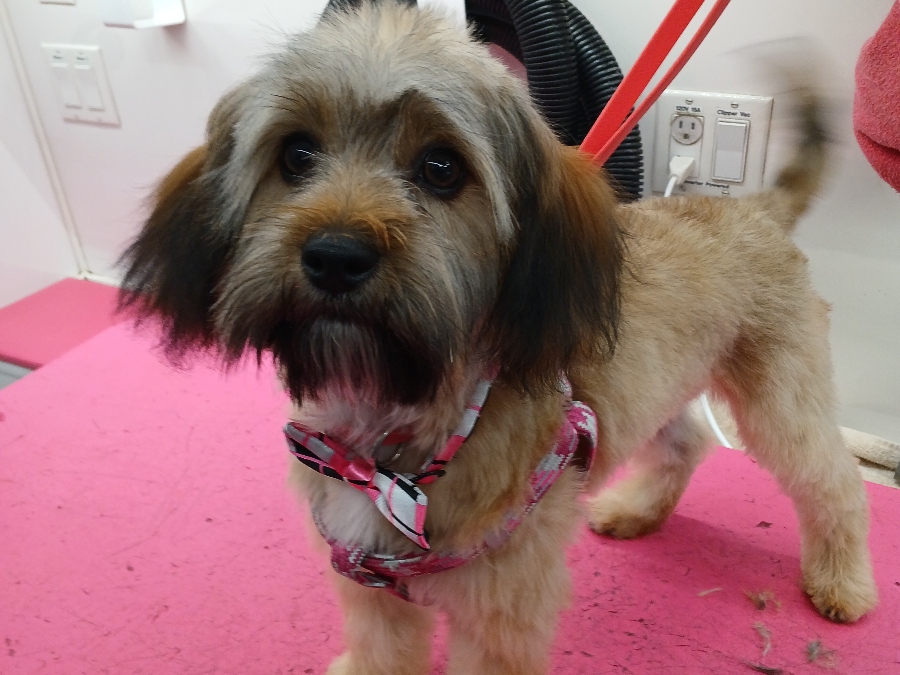 Online booking - Lilly's Mobile Dog Grooming