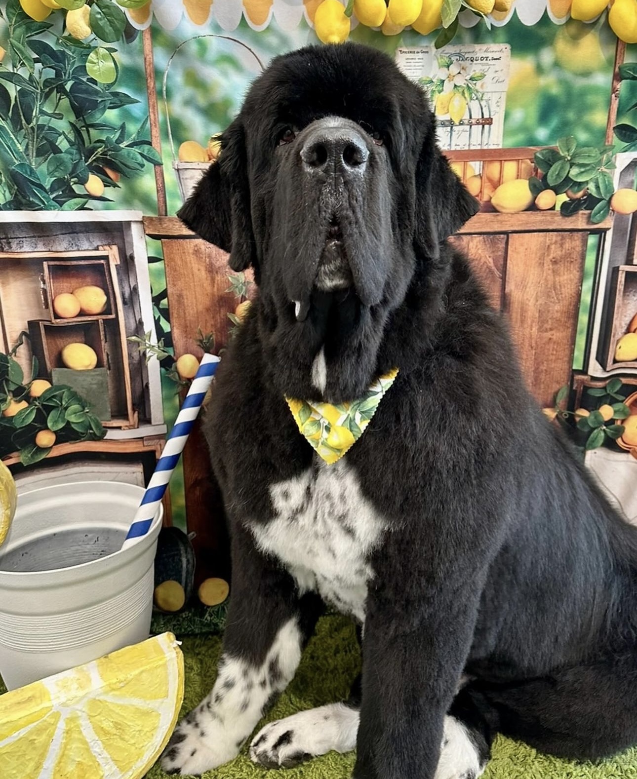 Online booking - Pampered Pooch Grooming & Boutique