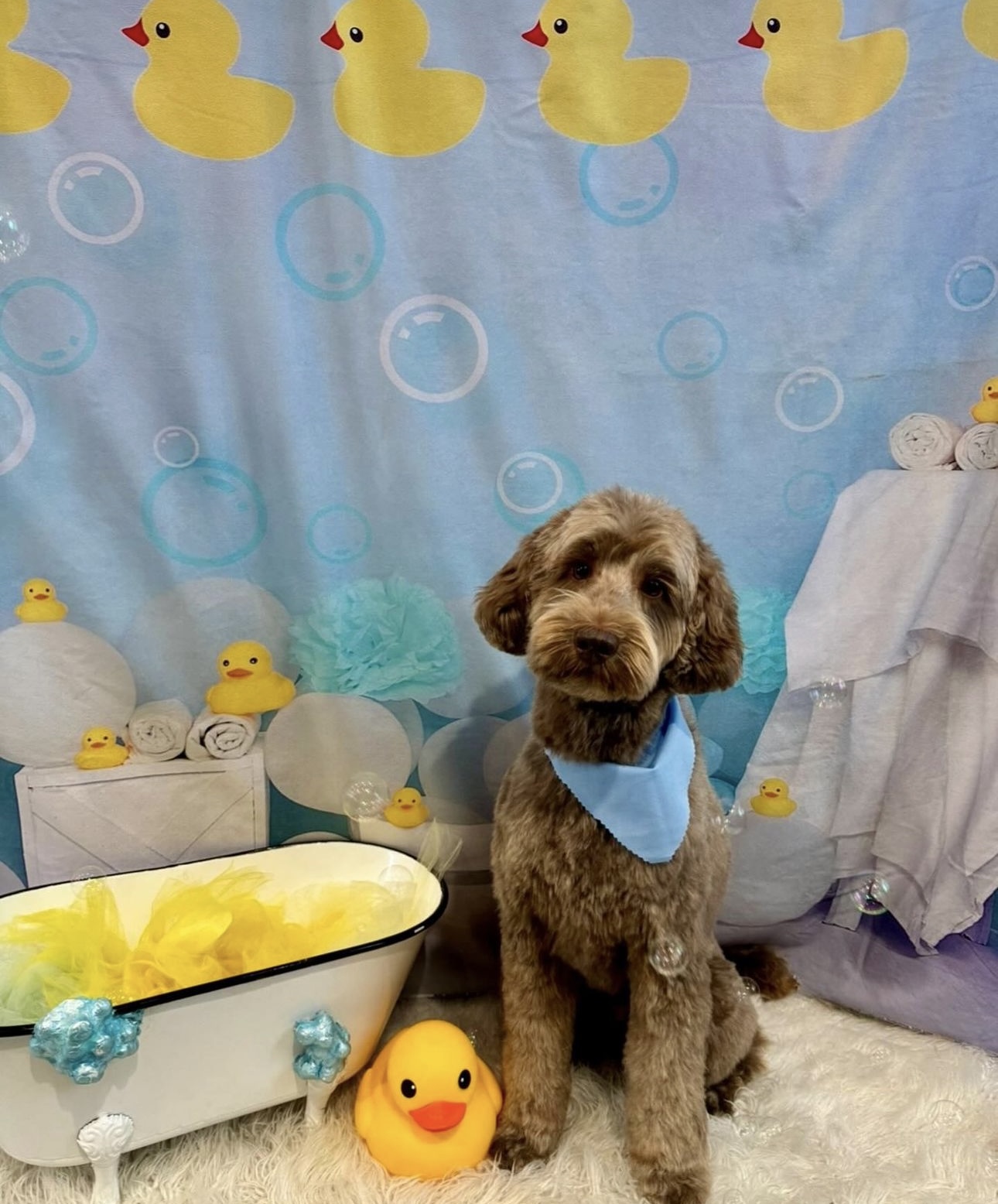 Online booking - Pampered Pooch Grooming & Boutique