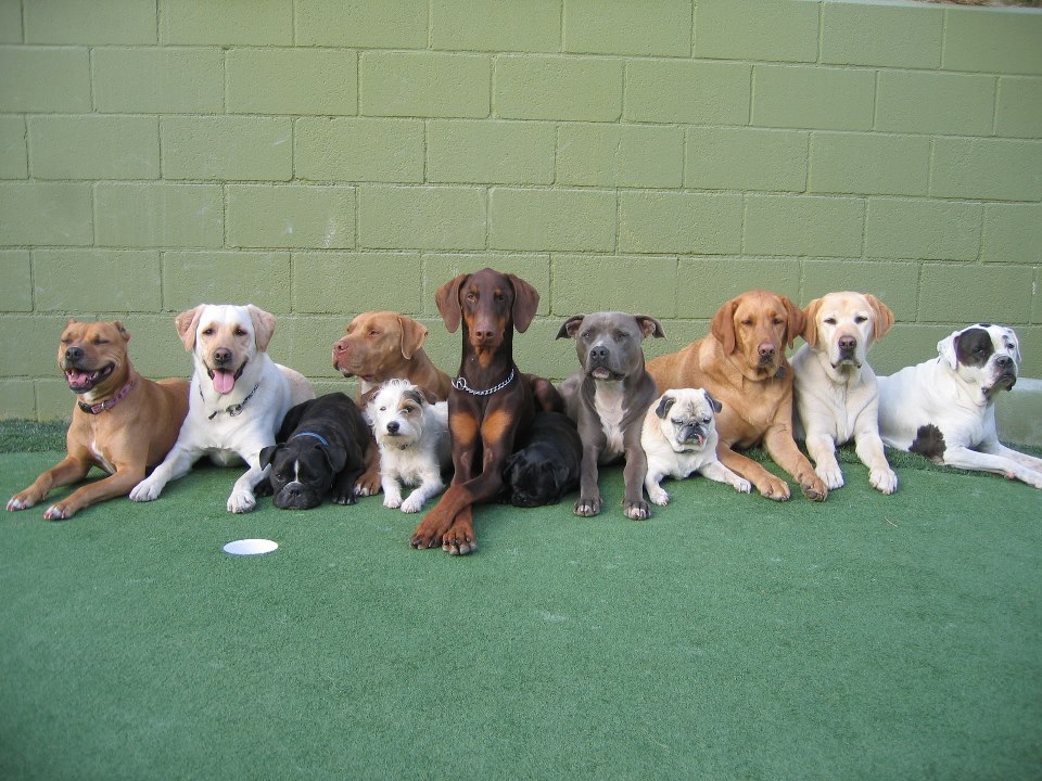 Registration Form - West LA Dogs - Big Dog Building