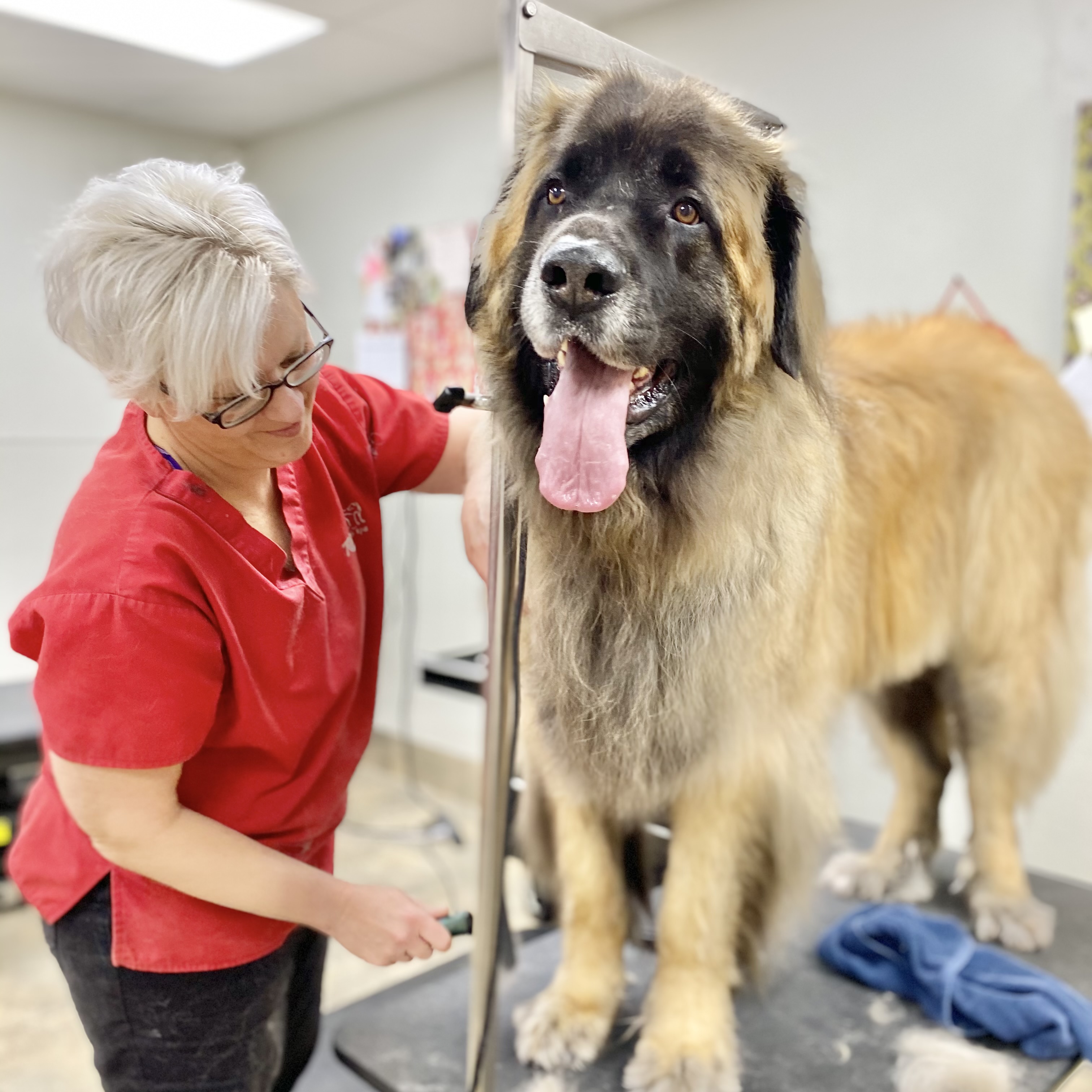 Online booking - Red Dog Mason