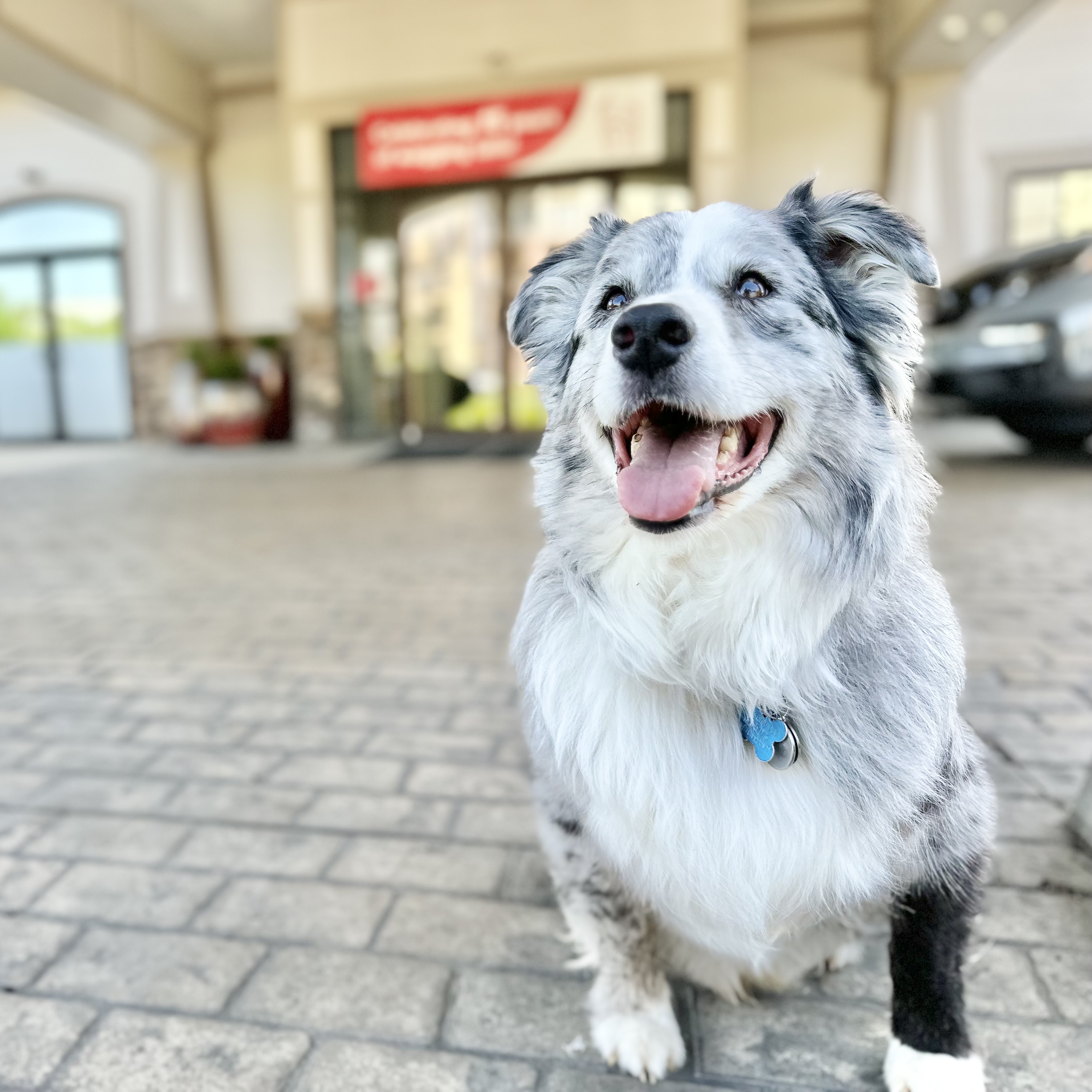 Online booking - Red Dog Mason